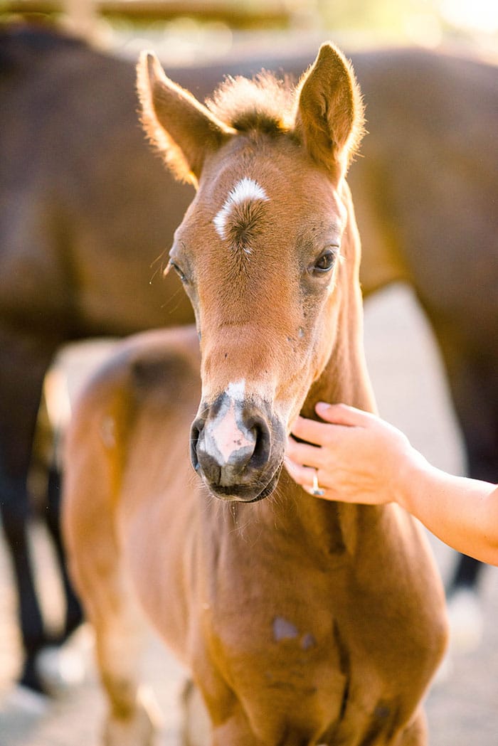 Colorful Preppy Portraits for the Equestrian Bride | Hey Wedding Lady